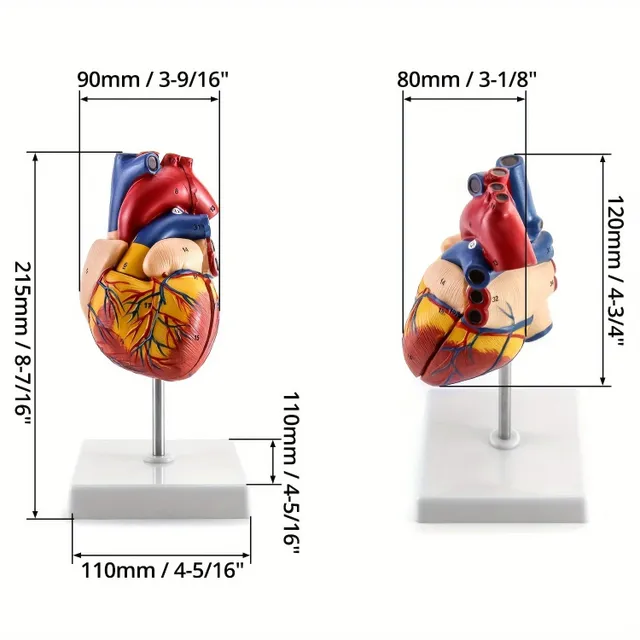 Realistic life-size heart model with 34 anatomical details · UZO