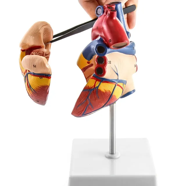 Realistic life-size heart model with 34 anatomical details · UZO