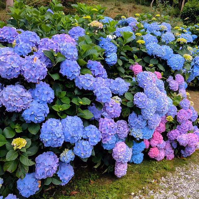Seeds of beautiful perennials Large-leaved hydrangea - various colors · UZO