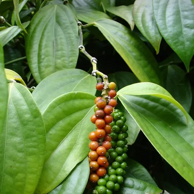 Black pepper tree Piper nigrum, easy to grow outdoors, 20 seeds in beds ...