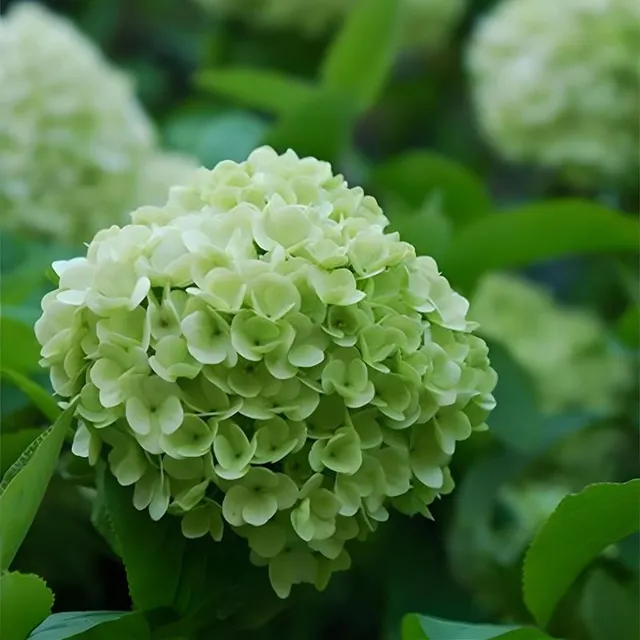 Seeds of beautiful perennials Large-leaved hydrangea - various colors · UZO